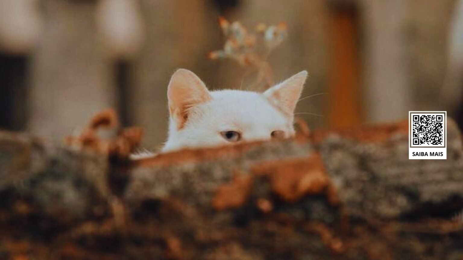 Memes para Redes Sociais (34) - WELLAS | Pensamentos e Ideias.